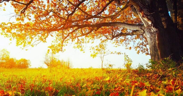 Fall Good Morning Wishes - Wishes Mastery